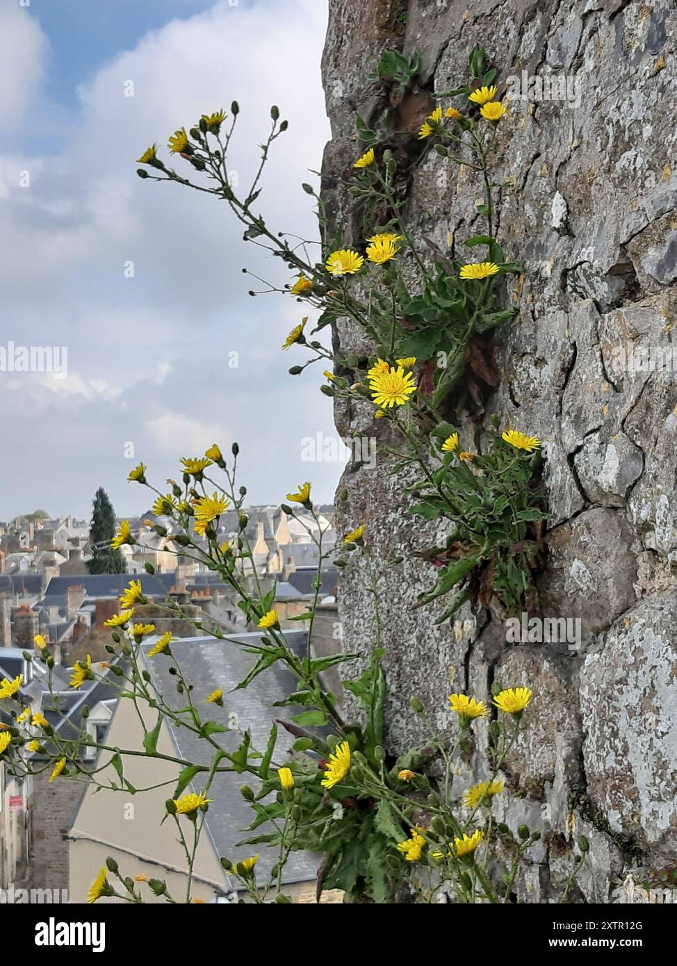 Wall hawkweed (Hieracium murorum) Plantae Stock Photo - Alamy