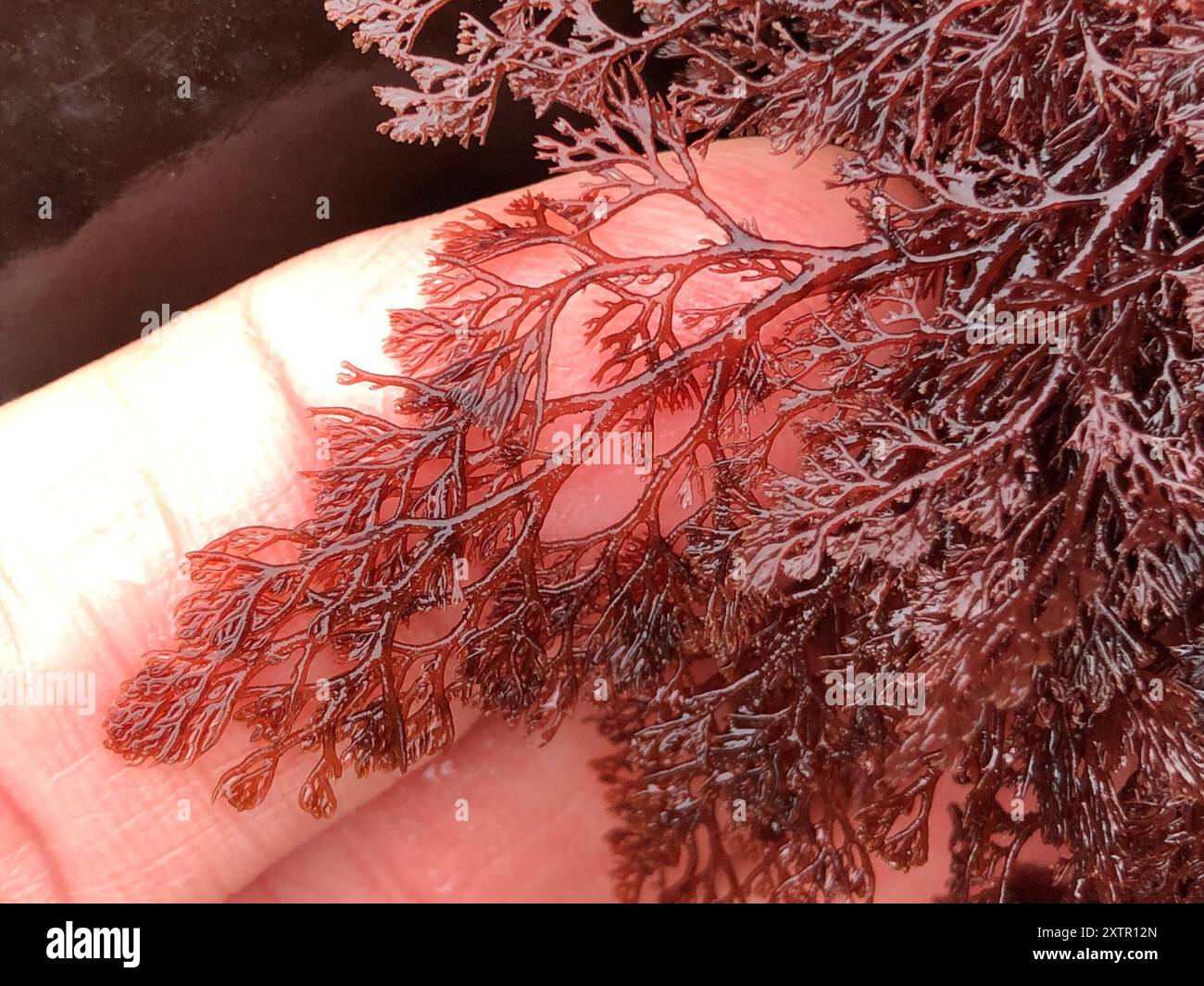 Delicate Sea Lace (Ceramothamnion coulteri) Plantae Stock Photo - Alamy
