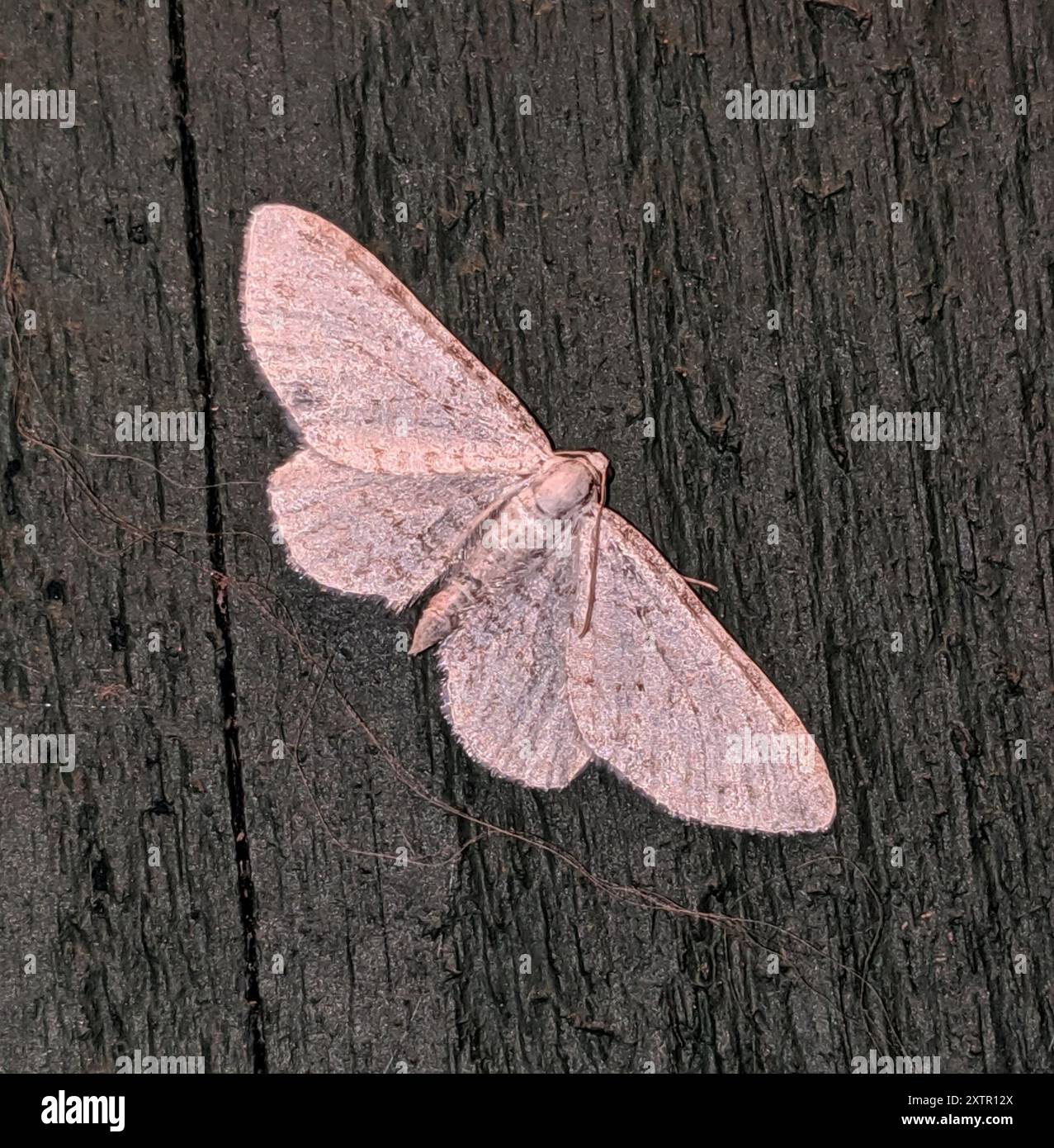 Pug Moths (Eupithecia) Insecta Stock Photo - Alamy