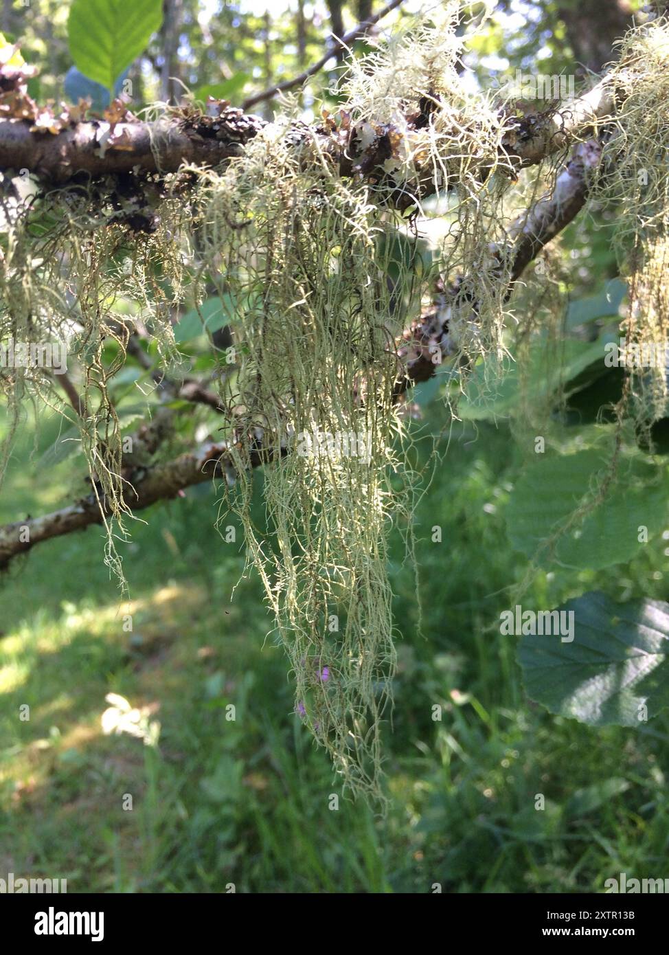 beard lichens (Usnea) Fungi Stock Photo - Alamy