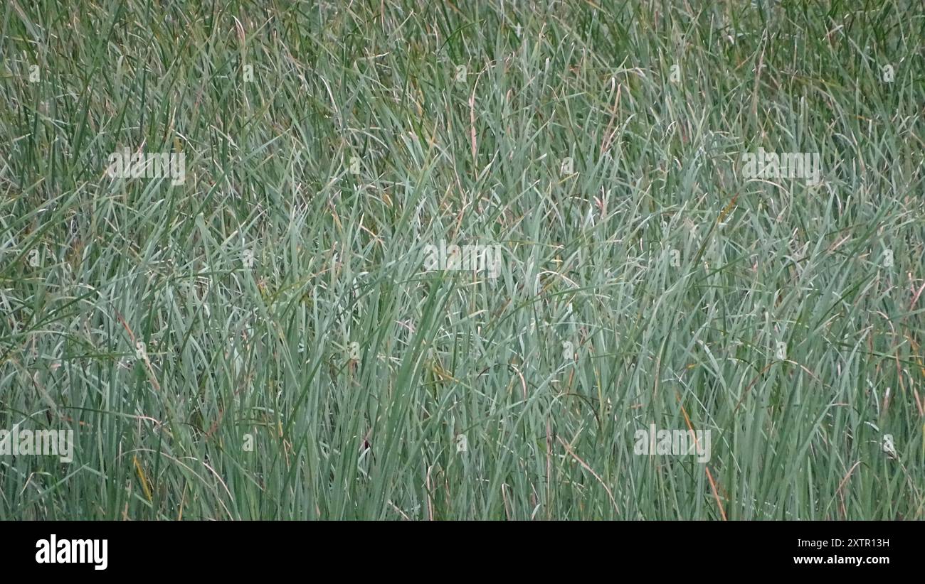 monocots (Liliopsida) Plantae Stock Photo - Alamy