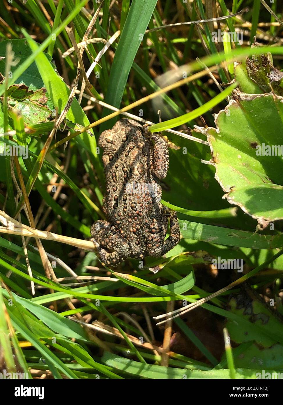 North American Toads (Anaxyrus) Amphibia Stock Photo - Alamy