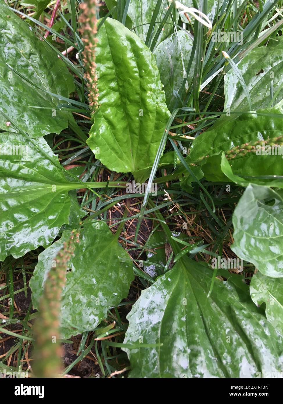 American plantain (Plantago rugelii) Plantae Stock Photo - Alamy