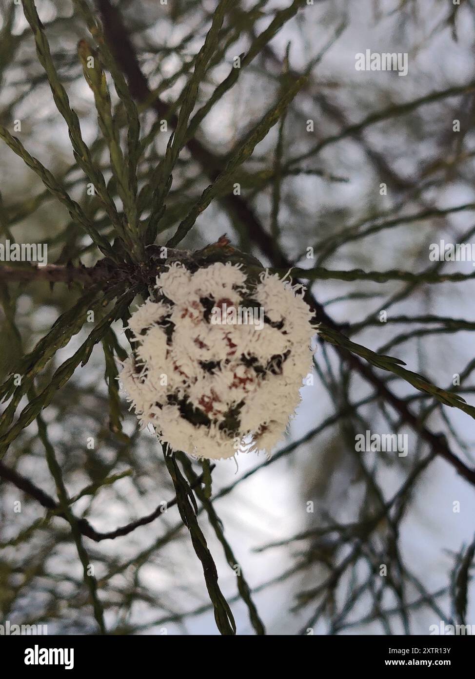 Mealybug Destroyer (Cryptolaemus montrouzieri) Insecta Stock Photo - Alamy