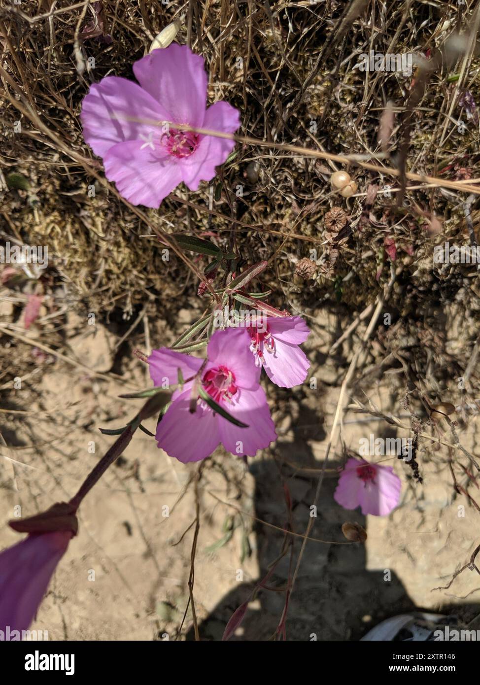 ruby chalice clarkia (Clarkia rubicunda) Plantae Stock Photo - Alamy