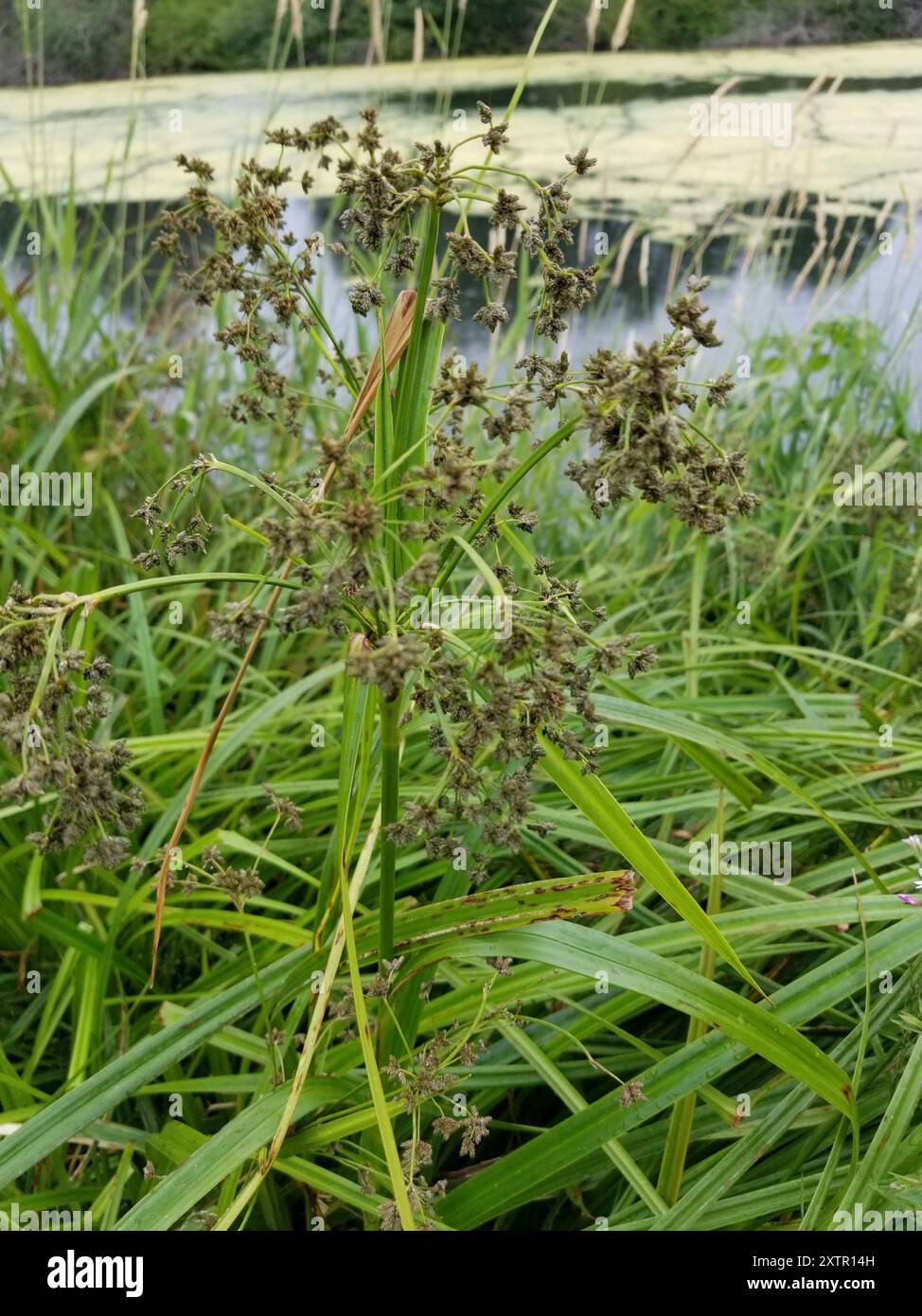 Panicled Bulrush (Scirpus microcarpus) Plantae Stock Photo - Alamy