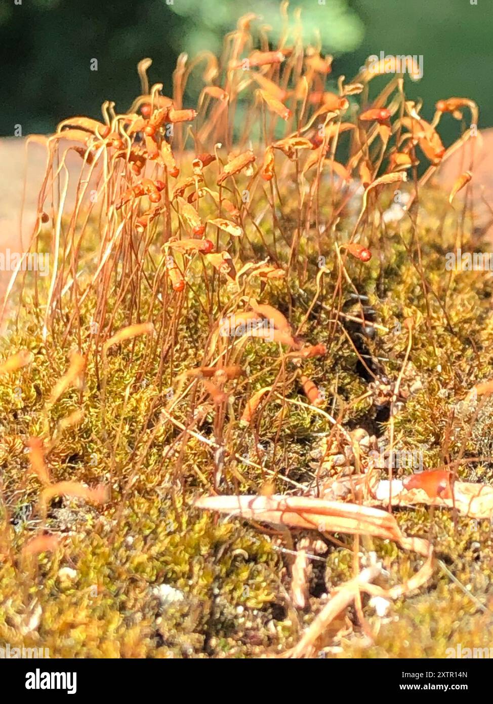 Capillary Thread-moss (Ptychostomum capillare) Plantae Stock Photo - Alamy