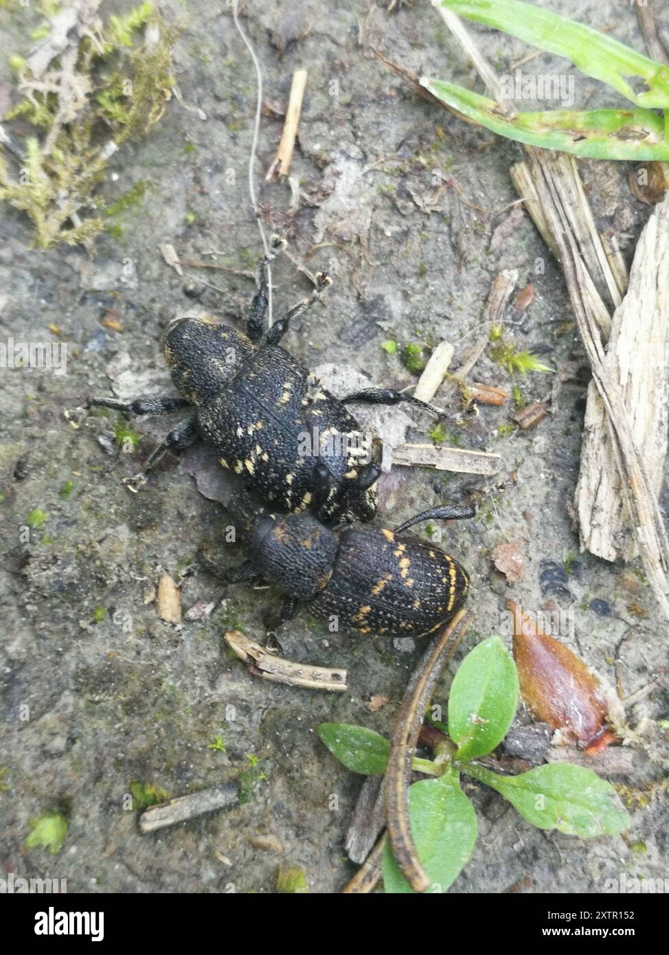 Large Pine Weevil (Hylobius abietis) Insecta Stock Photo - Alamy