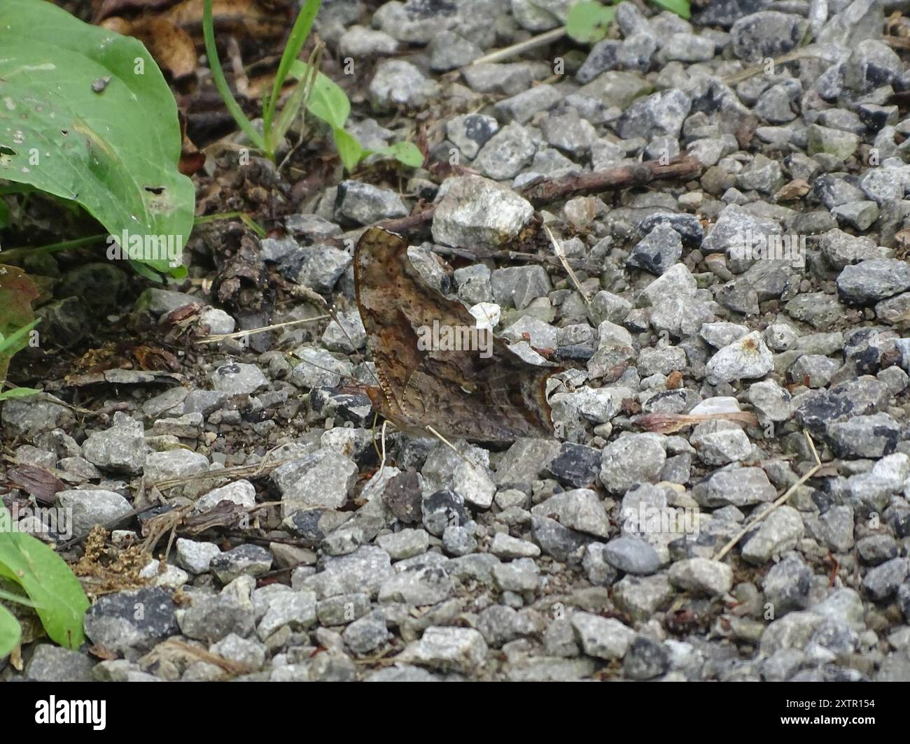 Question Mark (Polygonia interrogationis) Insecta Stock Photo - Alamy
