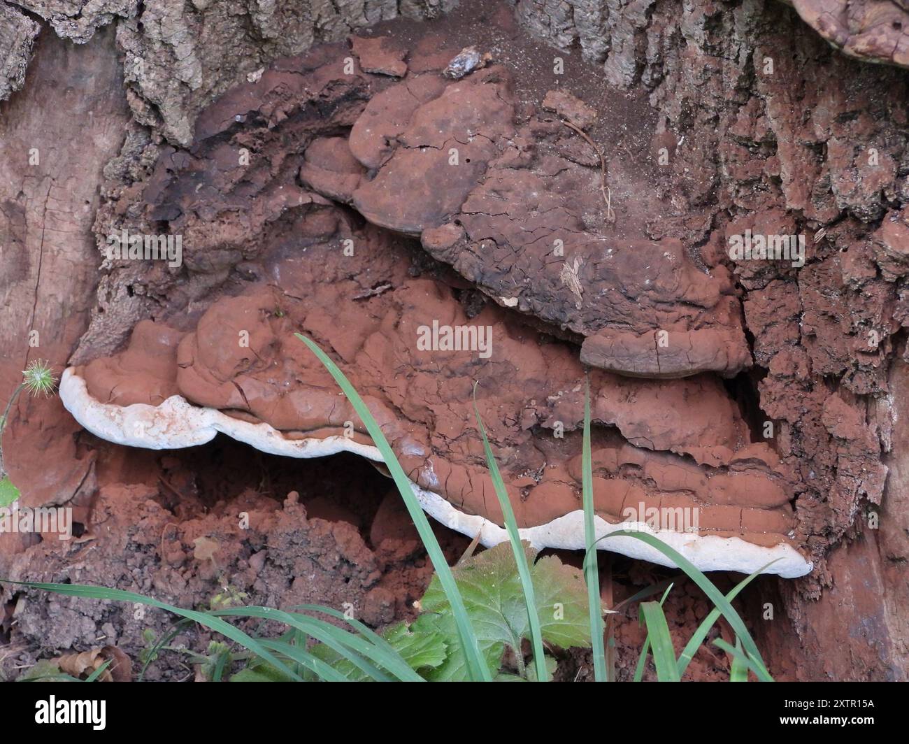 southern bracket (Ganoderma australe) Fungi Stock Photo - Alamy