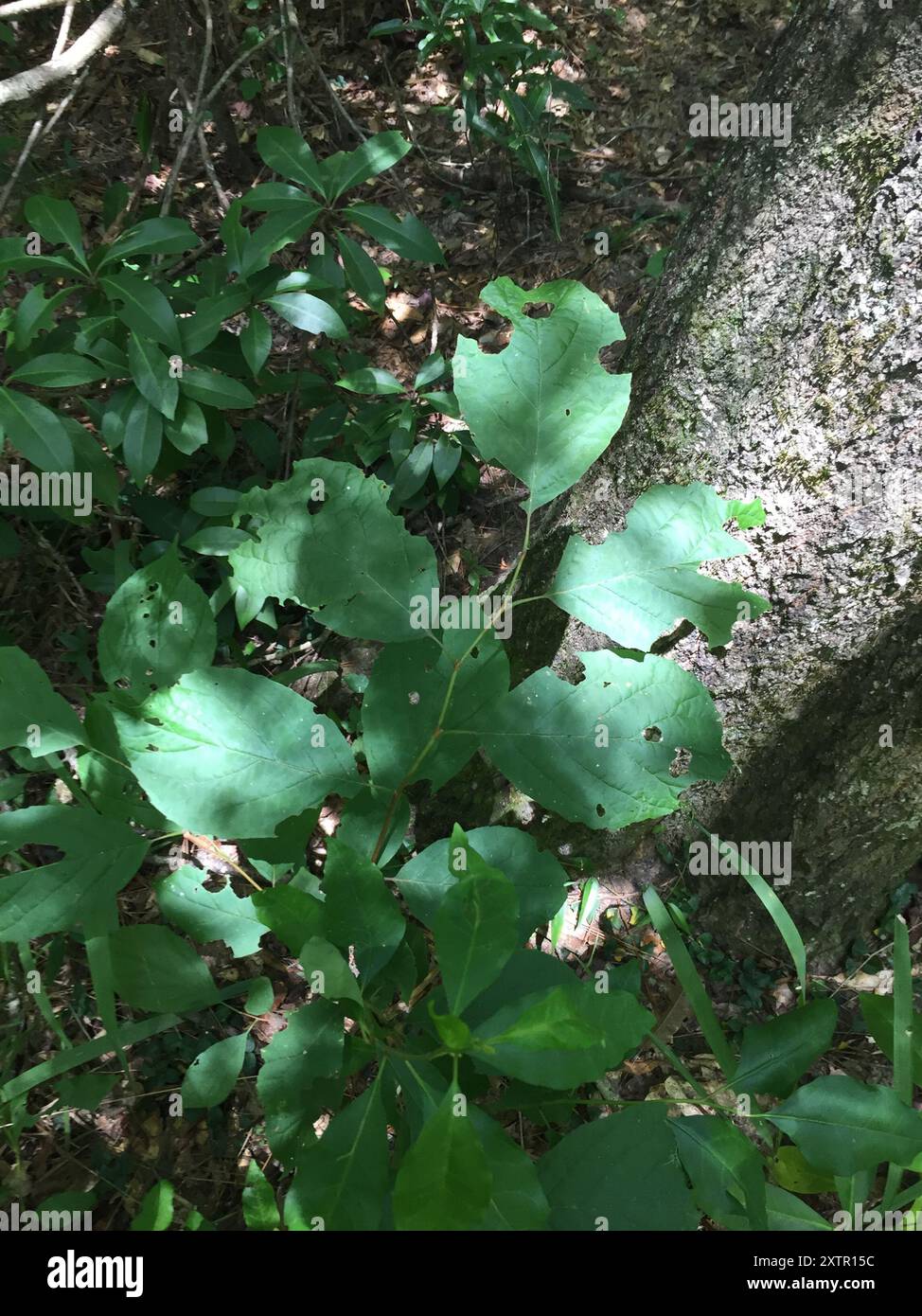 Two-wing Silverbell (Halesia diptera) Plantae Stock Photo - Alamy