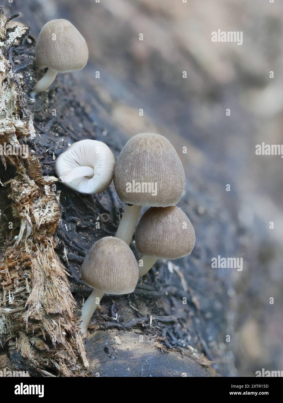Pleated Pluteus (Pluteus longistriatus) Fungi Stock Photo - Alamy