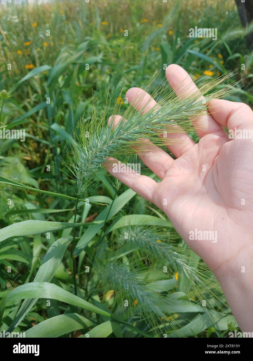 Canada wild rye (Elymus canadensis) Plantae Stock Photo - Alamy