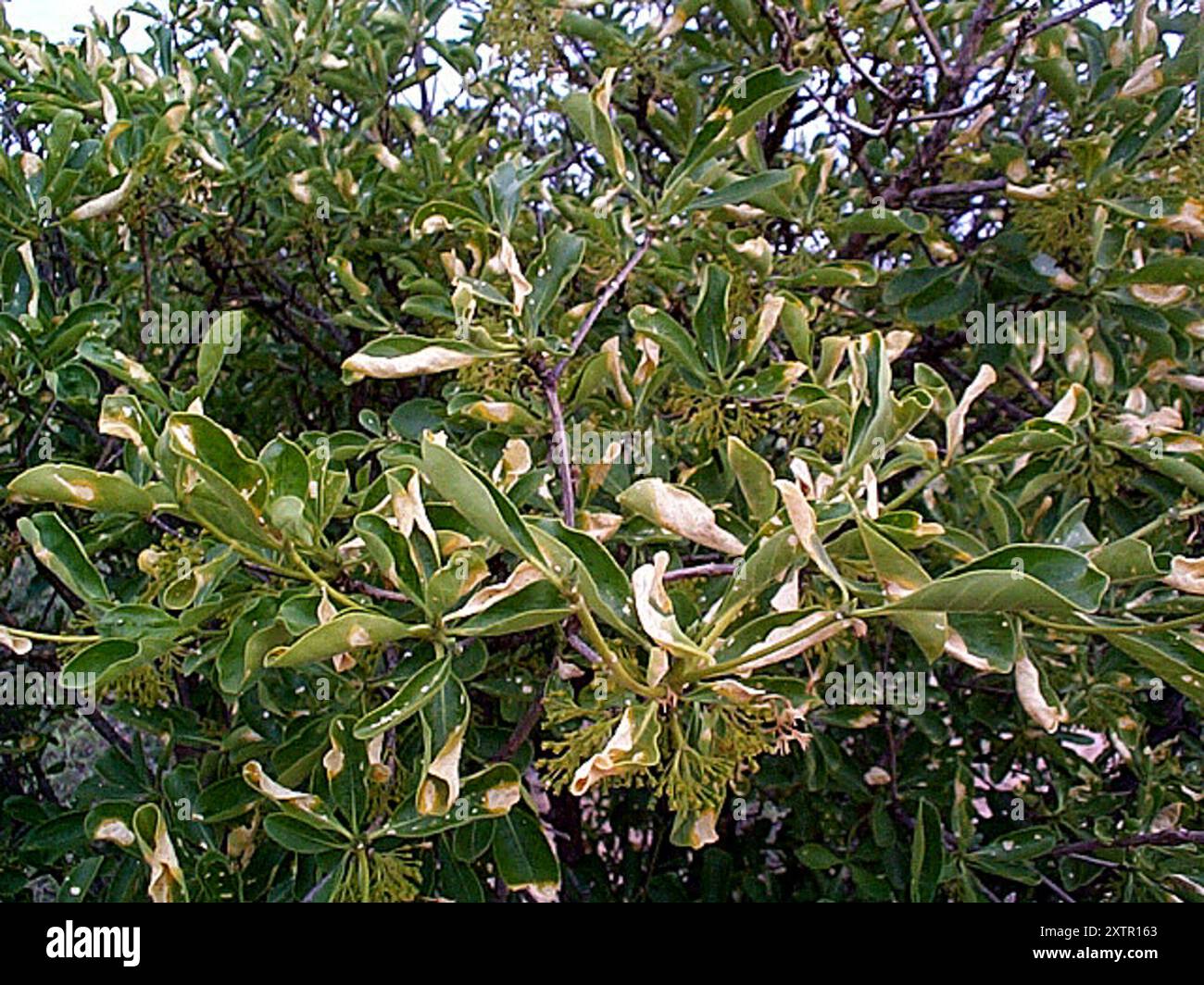 Common Bride's Bush (Pavetta gardeniifolia) Plantae Stock Photo - Alamy