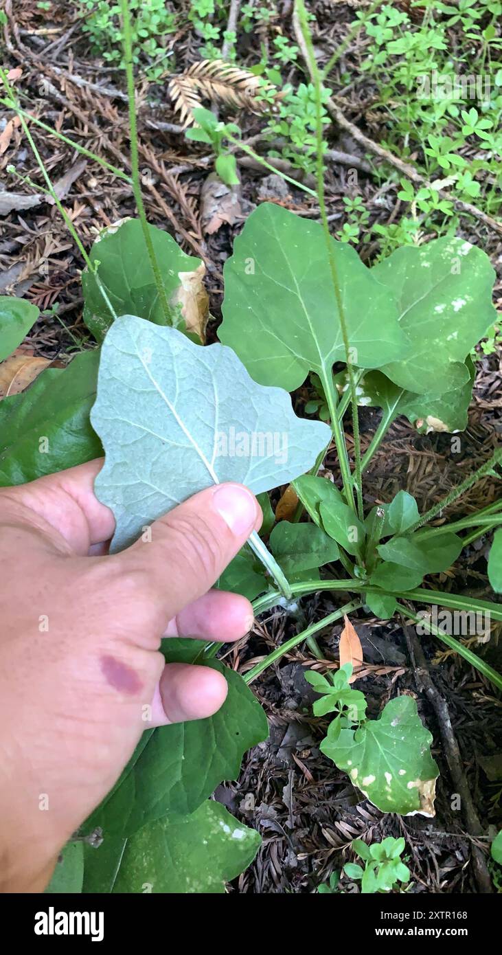 American trailplant (Adenocaulon bicolor) Plantae Stock Photo - Alamy