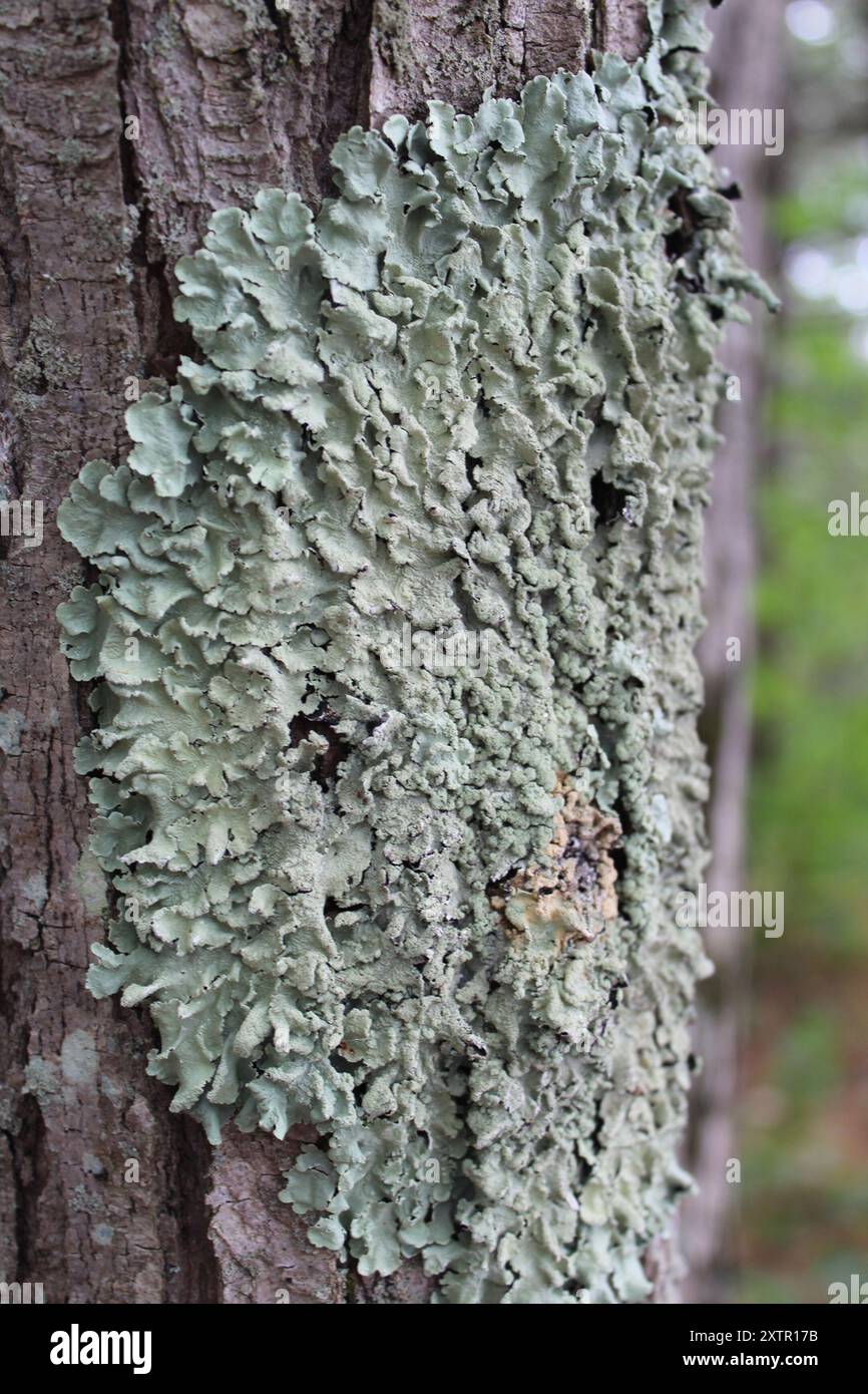 common greenshield lichen (Flavoparmelia caperata) Fungi Stock Photo ...