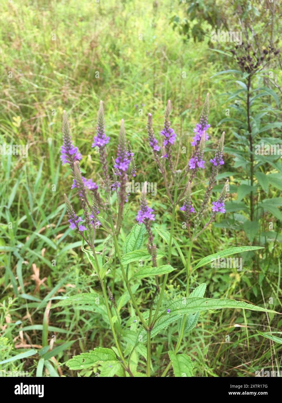 blue vervain (Verbena hastata) Plantae Stock Photo - Alamy