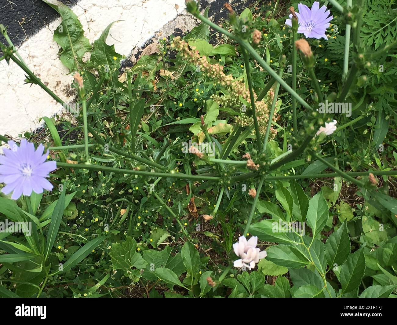 chicory (Cichorium intybus) Plantae Stock Photo - Alamy