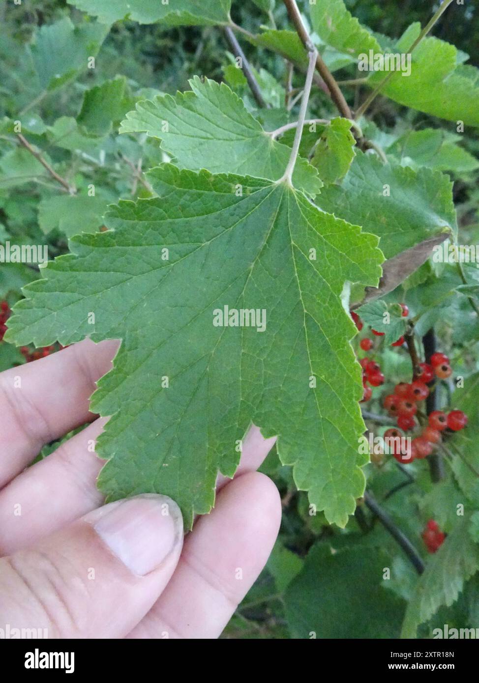 Red Currant (Ribes rubrum) Plantae Stock Photo - Alamy