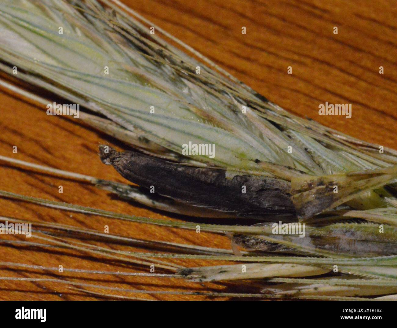 Rye Ergot (Claviceps purpurea) Fungi Stock Photo - Alamy