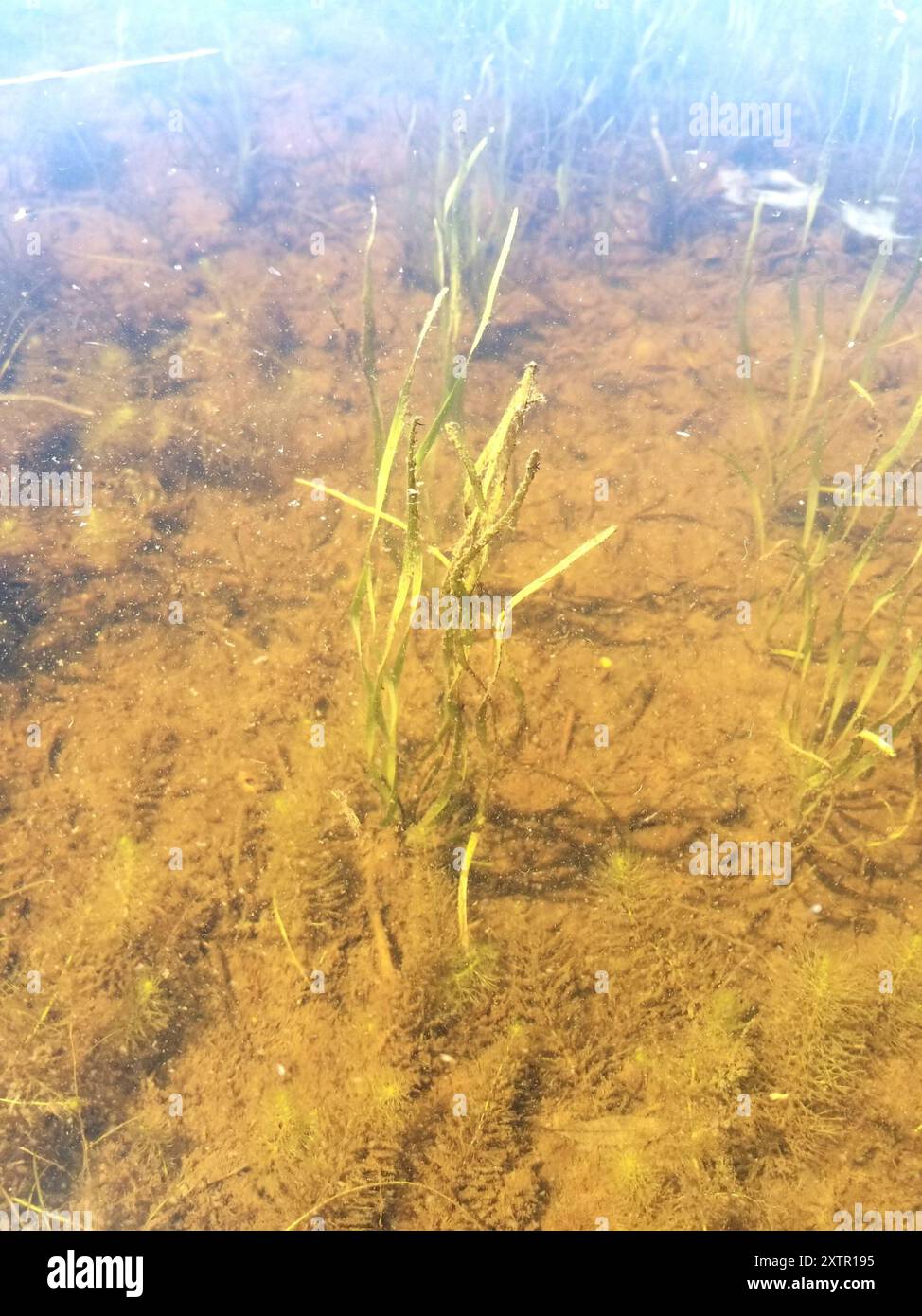 monocots (Liliopsida) Plantae Stock Photo - Alamy