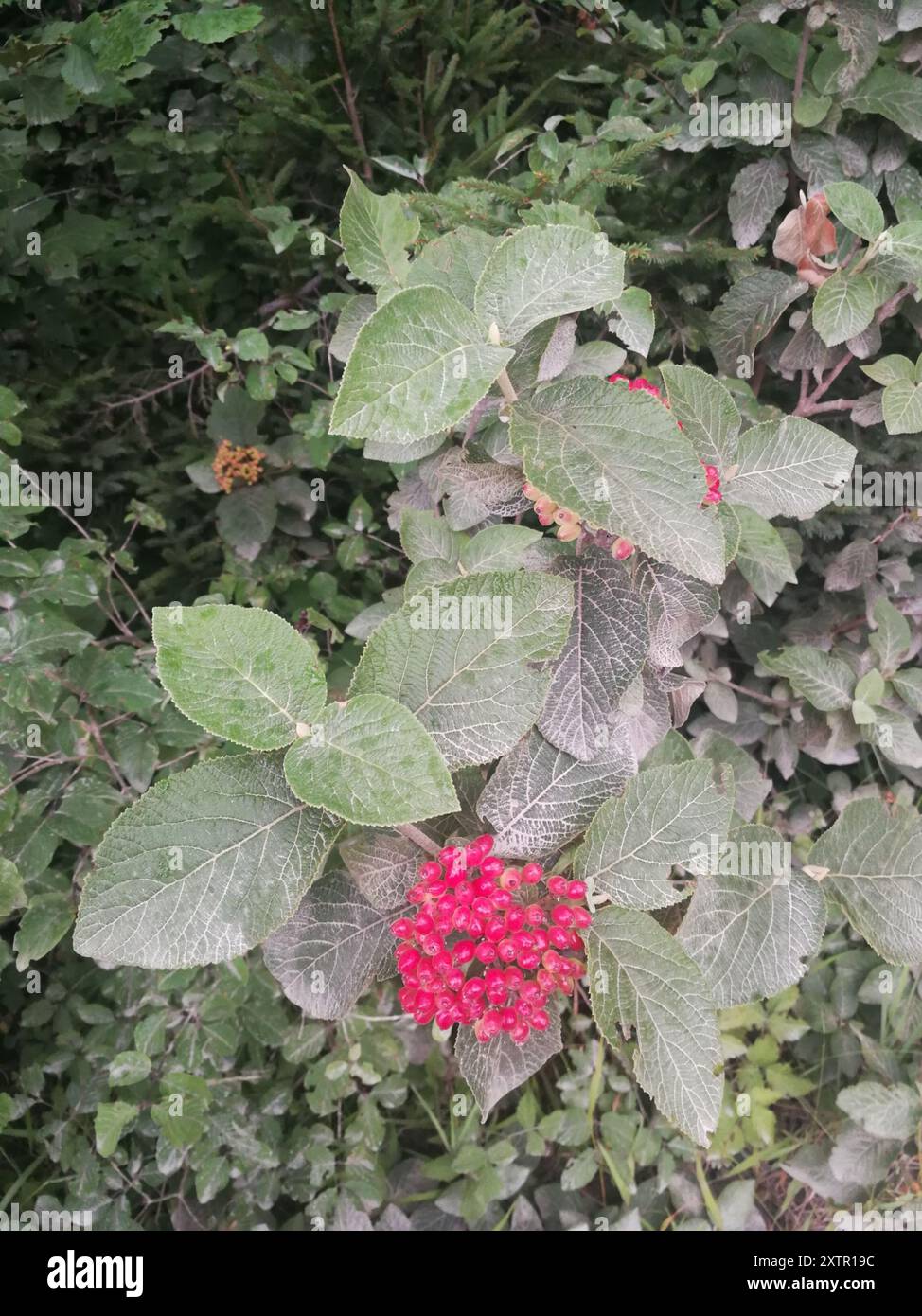 Wayfaring-tree (Viburnum lantana) Plantae Stock Photo - Alamy