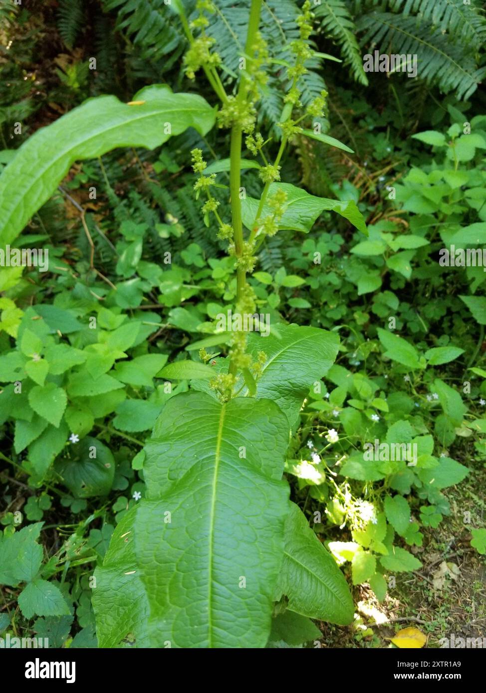 broad-leaved dock (Rumex obtusifolius) Plantae Stock Photo - Alamy