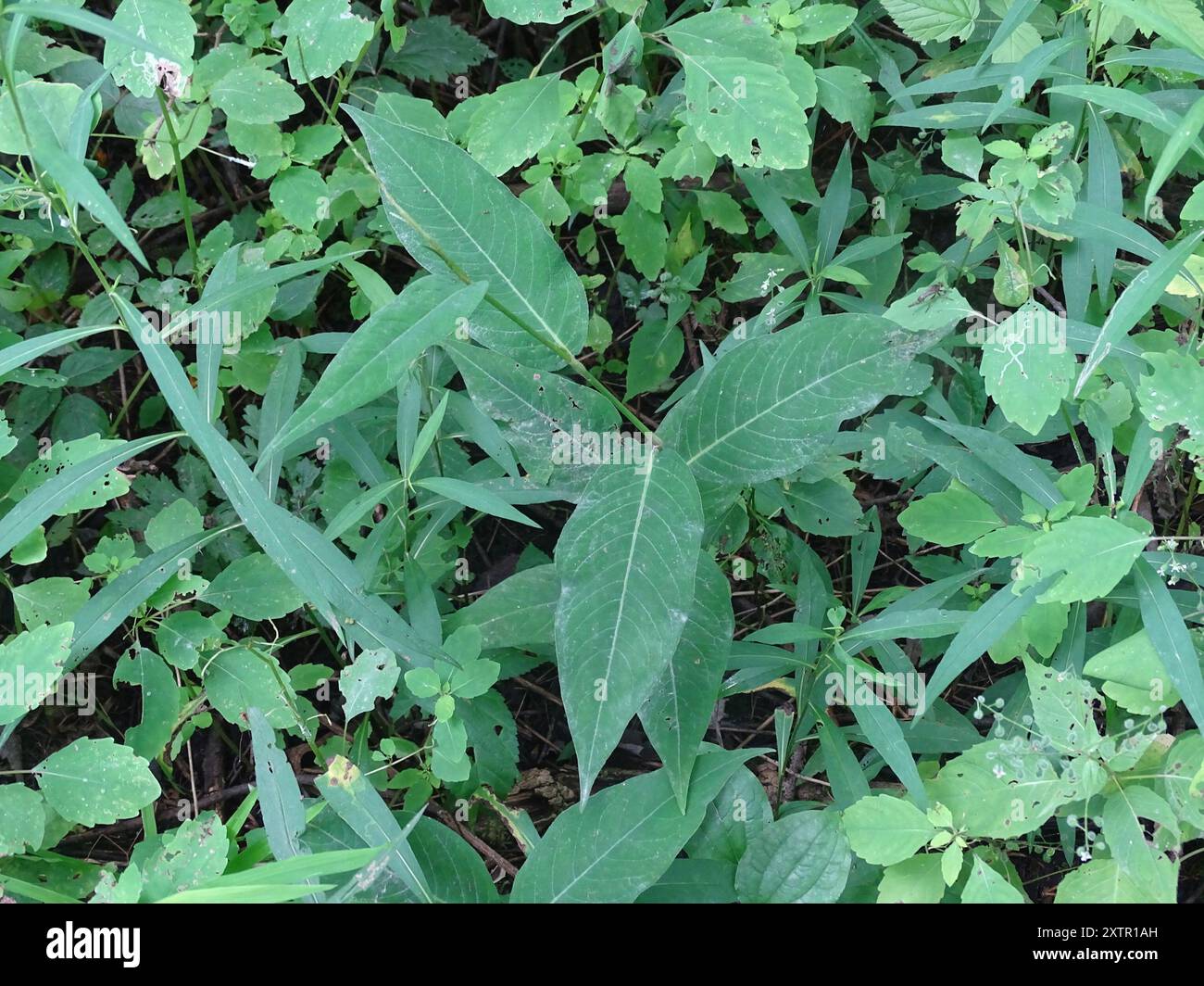 American jumpseed (Persicaria virginiana) Plantae Stock Photo - Alamy