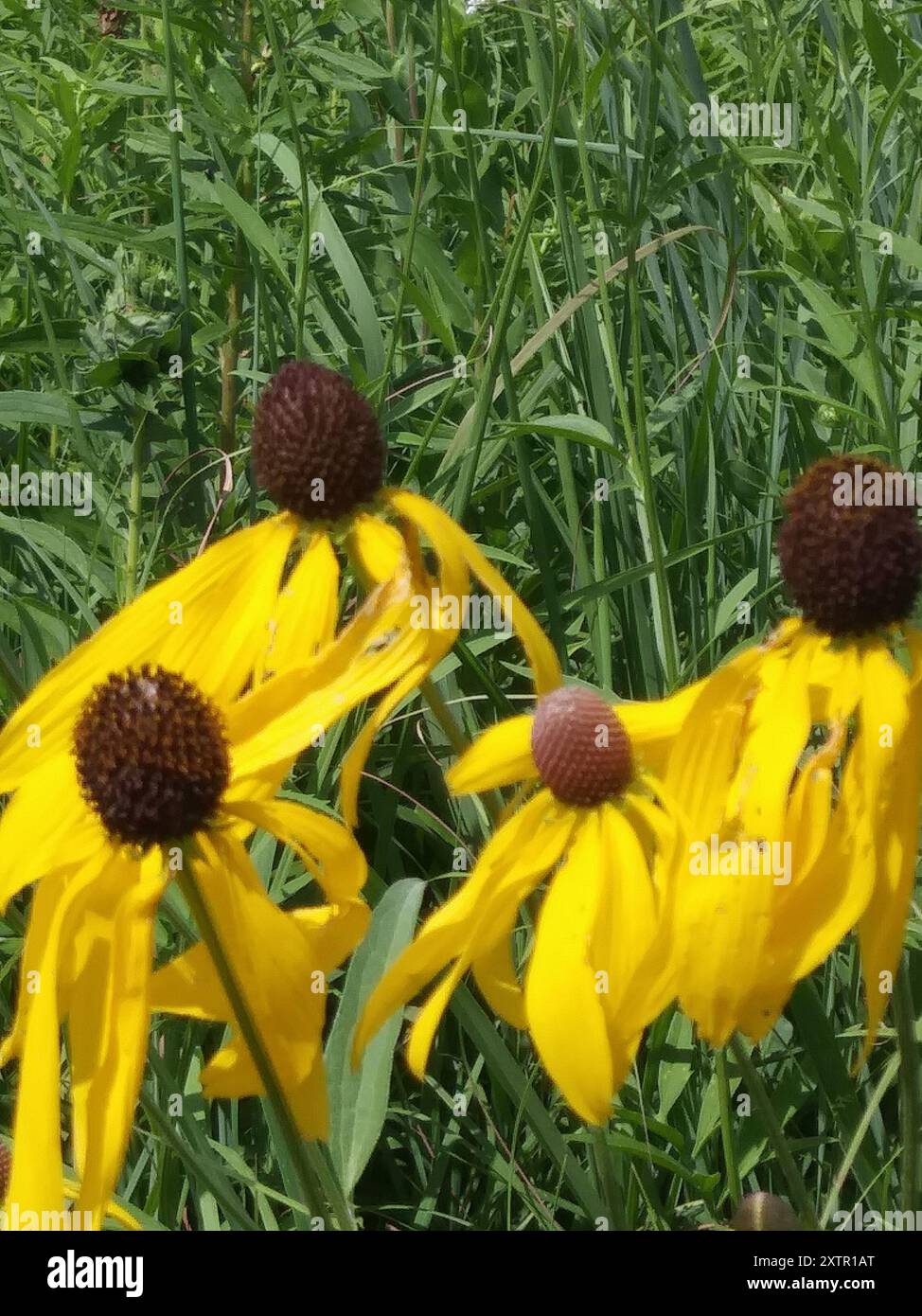 grey-headed coneflower (Ratibida pinnata) Plantae Stock Photo - Alamy