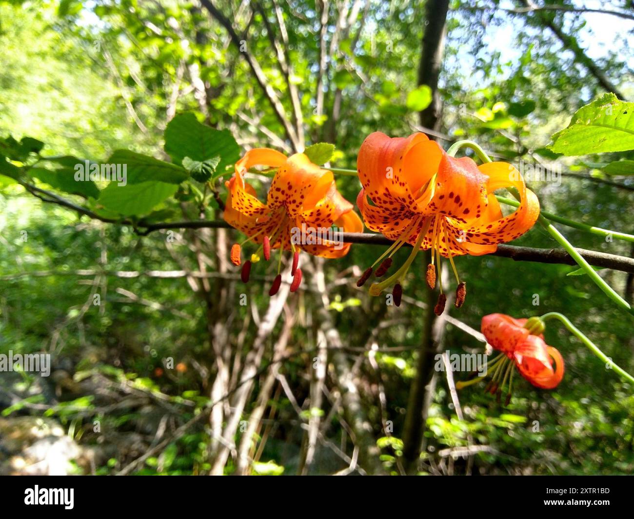 Leopard Lily (Lilium pardalinum) Plantae Stock Photo - Alamy
