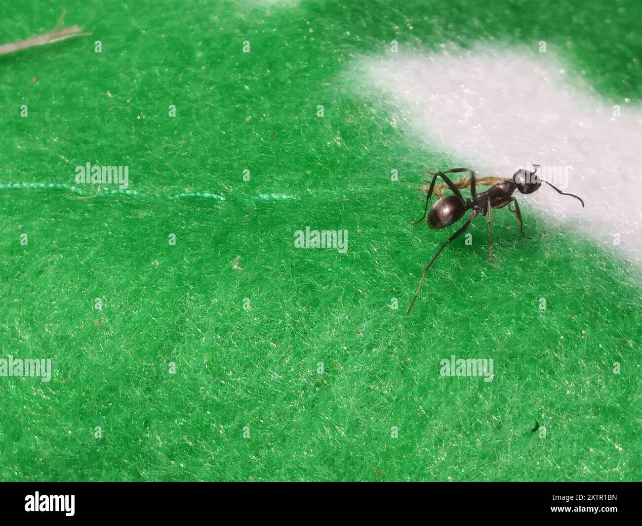 fusca-group Field Ants and Allies (Formica fusca) Insecta Stock Photo ...