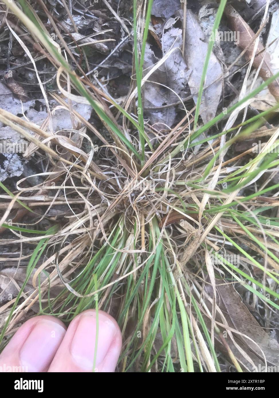 Poverty oatgrass (Danthonia spicata) Plantae Stock Photo - Alamy