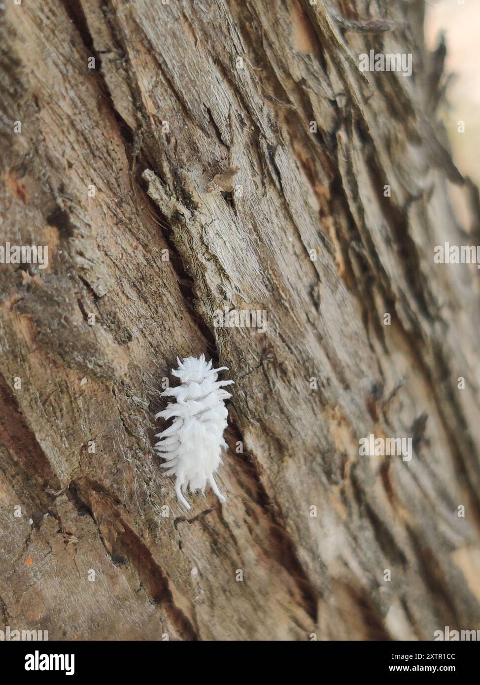 Mealybug Destroyer (Cryptolaemus montrouzieri) Insecta Stock Photo - Alamy