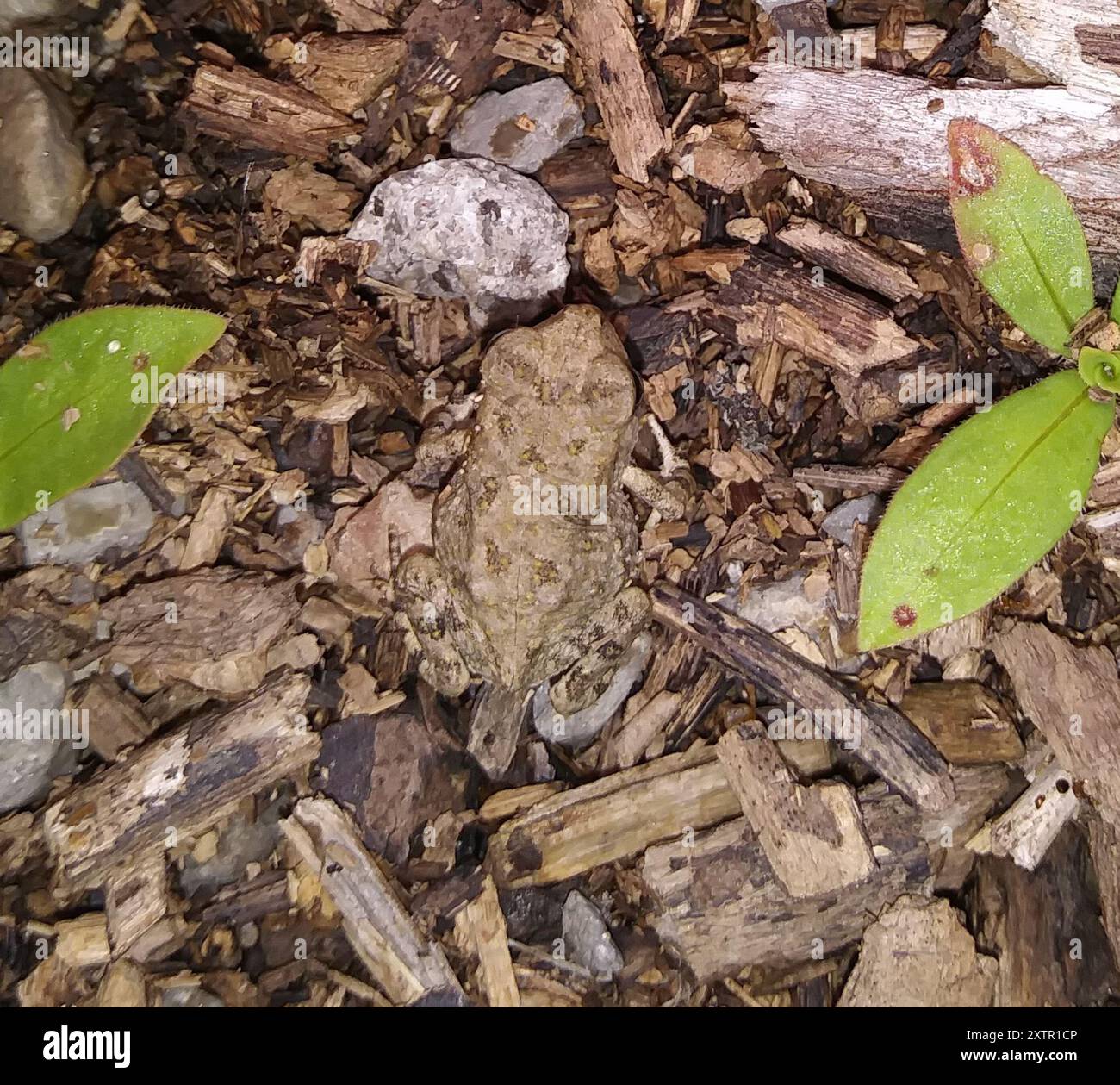Fowler's Toad (Anaxyrus fowleri) Amphibia Stock Photo - Alamy