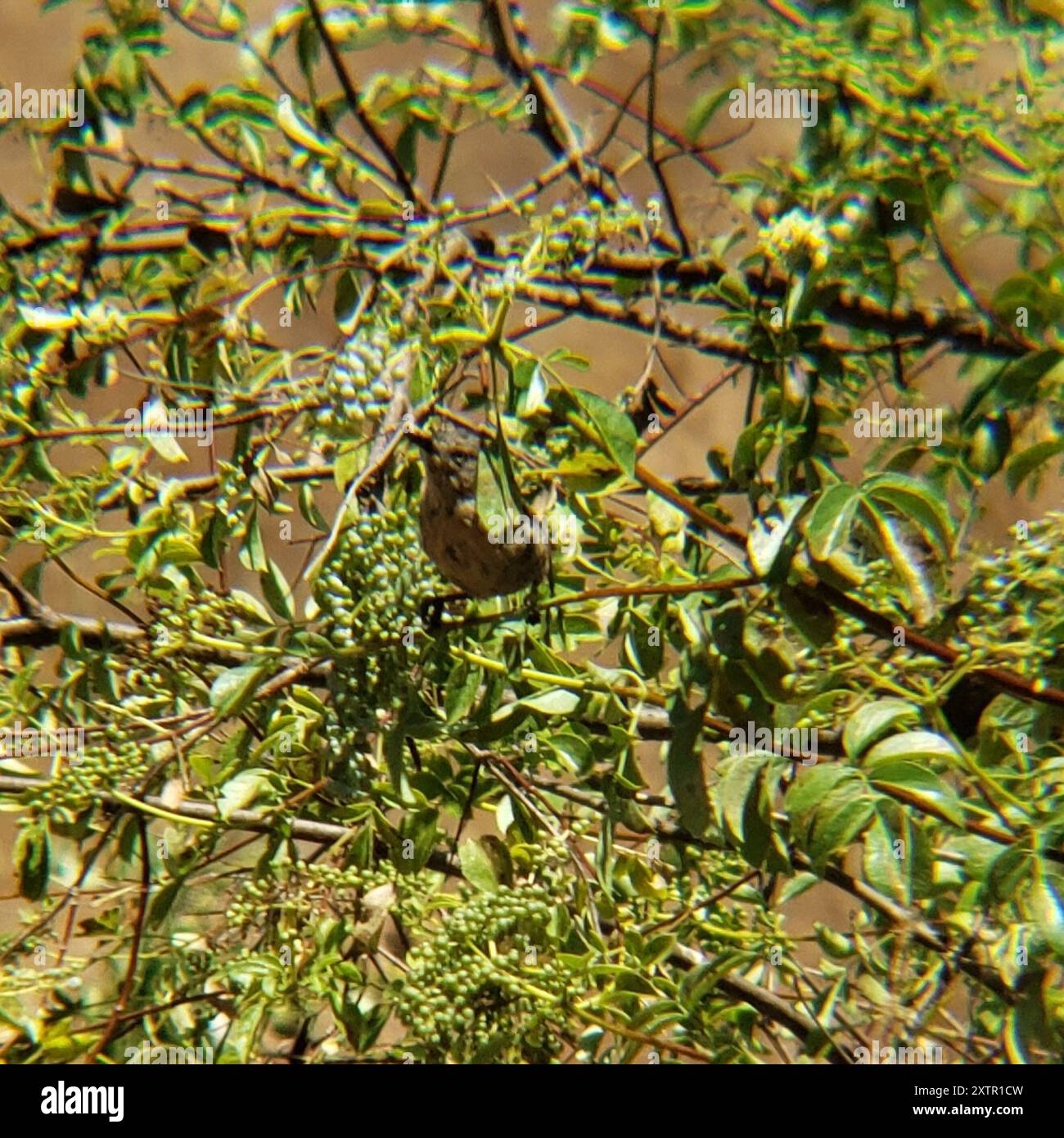 Wrentit (Chamaea fasciata) Aves Stock Photo - Alamy
