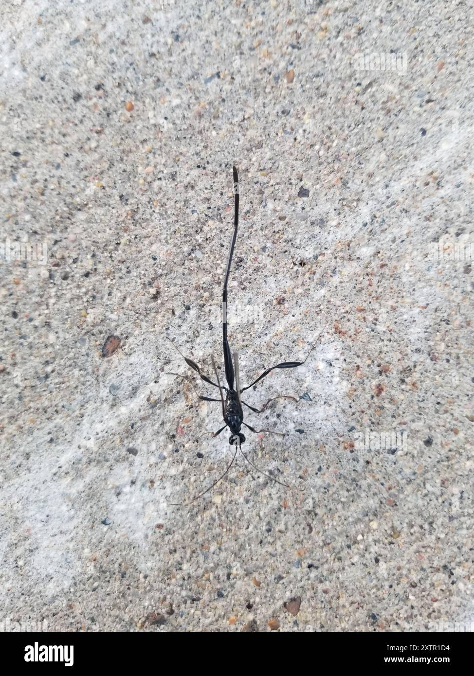 American Pelecinid Wasp (Pelecinus polyturator) Insecta Stock Photo - Alamy