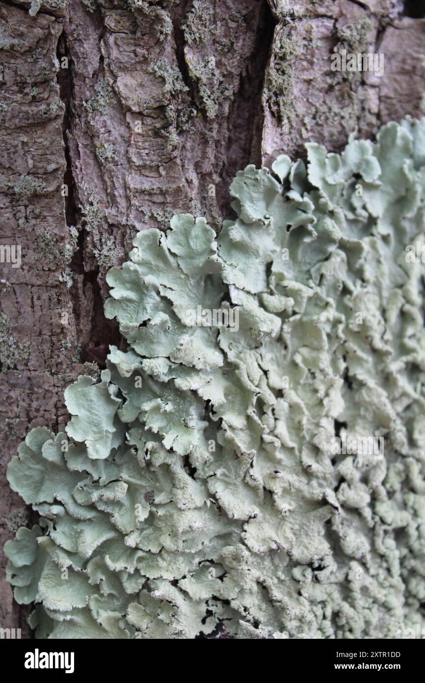 common greenshield lichen (Flavoparmelia caperata) Fungi Stock Photo ...