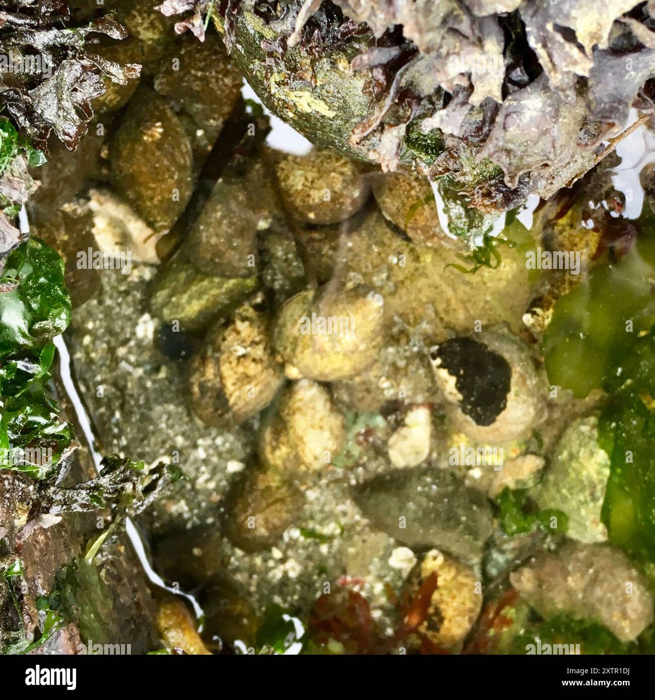 Frilled Dogwinkle (Nucella lamellosa) Mollusca Stock Photo - Alamy