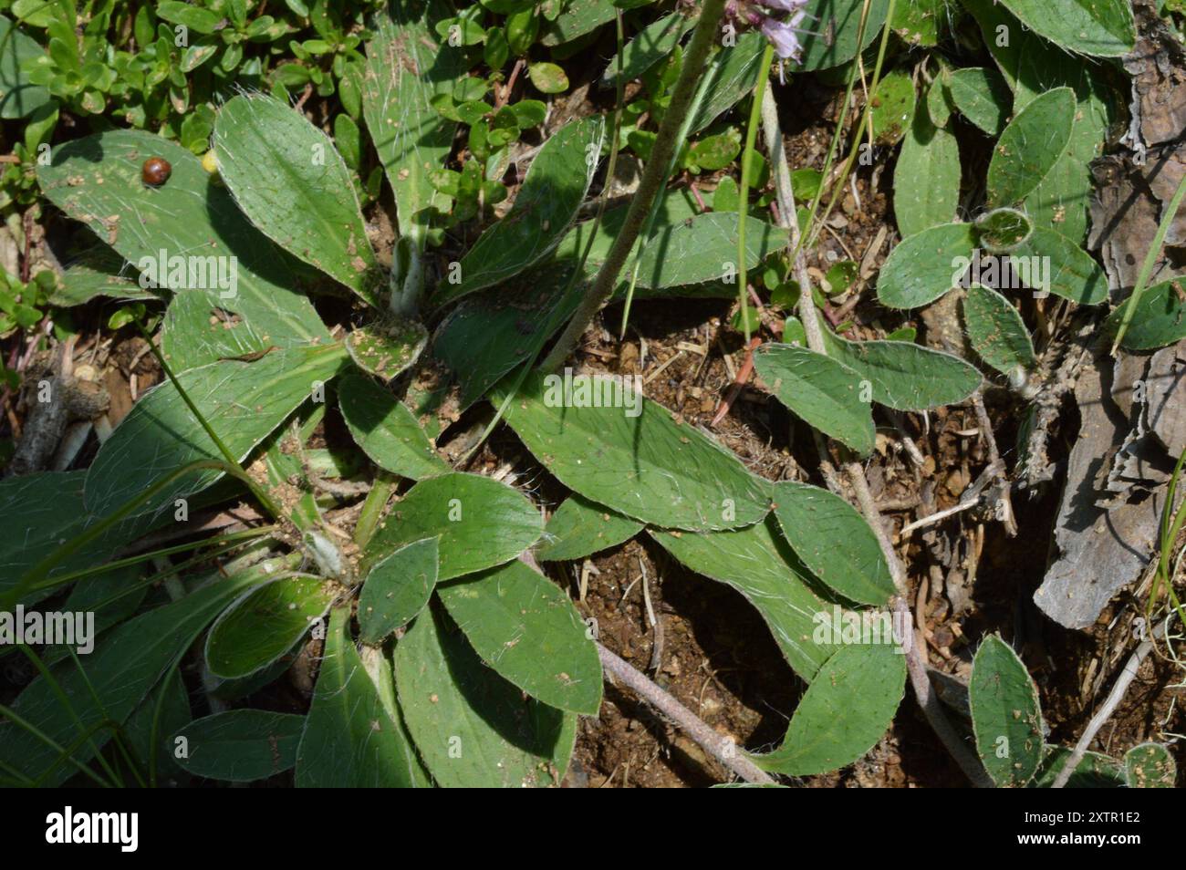 mouse-eared hawkweed (Pilosella officinarum) Plantae Stock Photo - Alamy