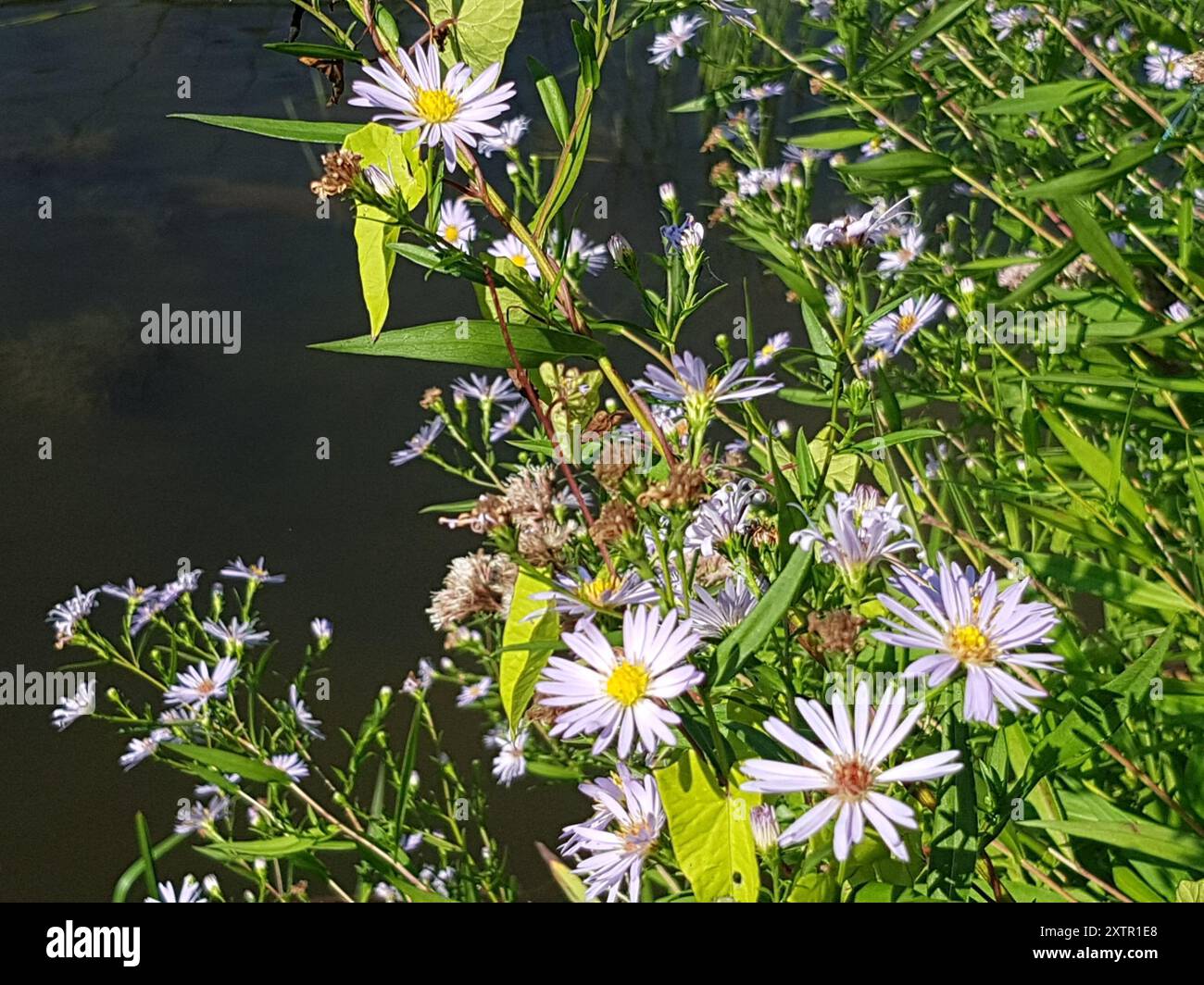 American asters (Symphyotrichum) Plantae Stock Photo - Alamy