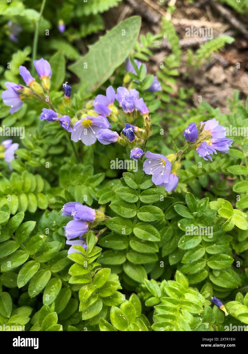 Pretty Jacob's-ladder (Polemonium pulcherrimum) Plantae Stock Photo - Alamy