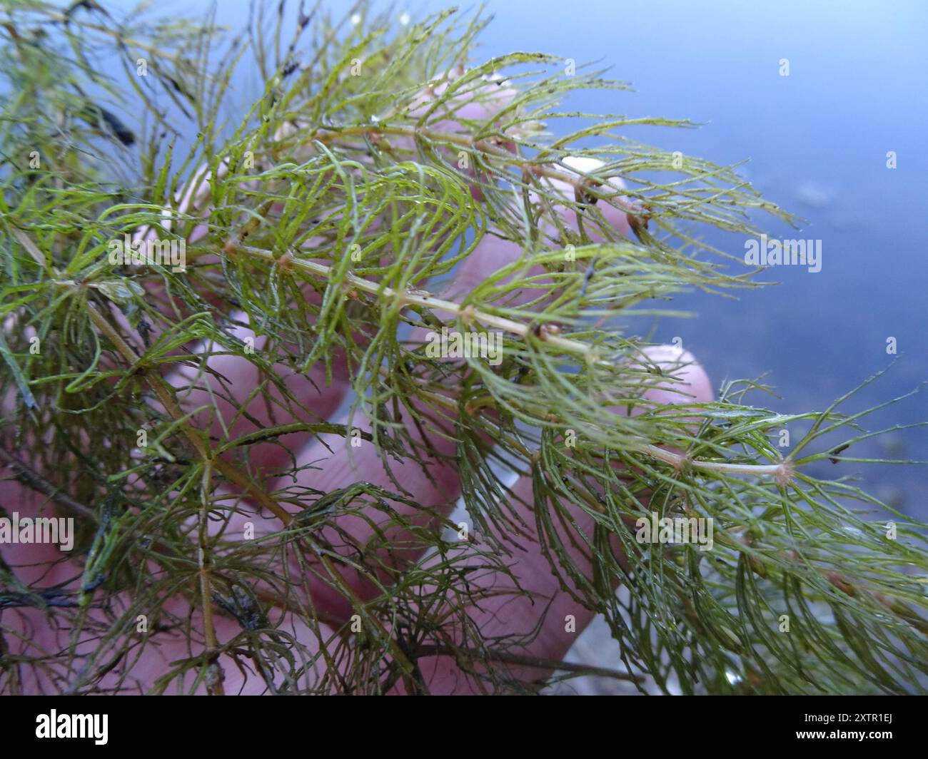 coontail (Ceratophyllum demersum) Plantae Stock Photo - Alamy