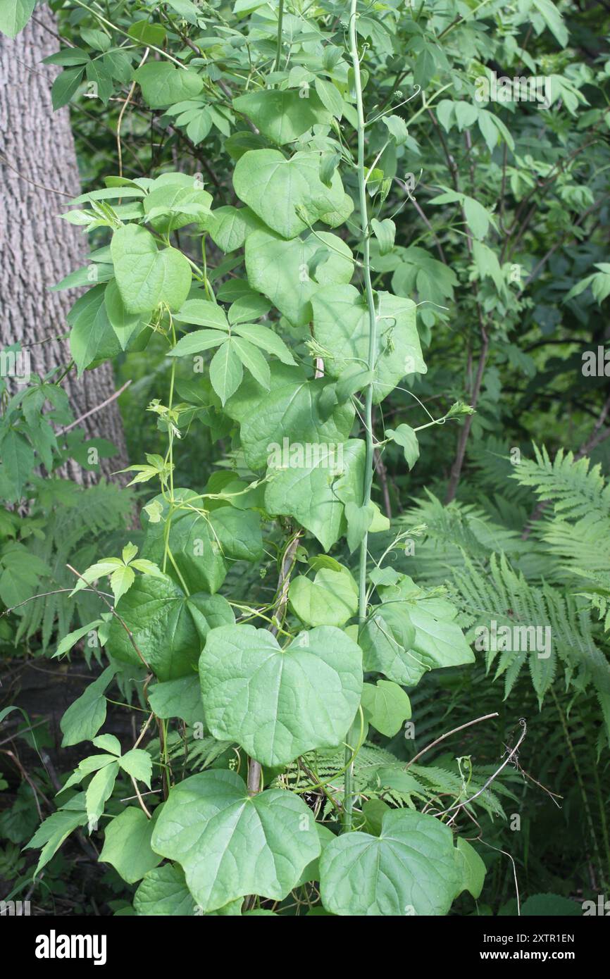 moonseed (Menispermum canadense) Plantae Stock Photo - Alamy