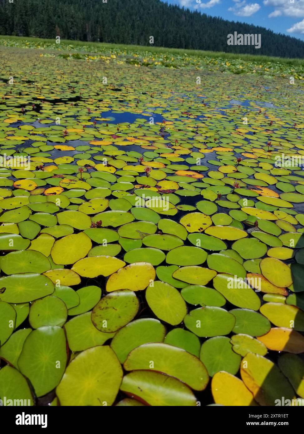Watershield (Brasenia schreberi) Plantae Stock Photo - Alamy