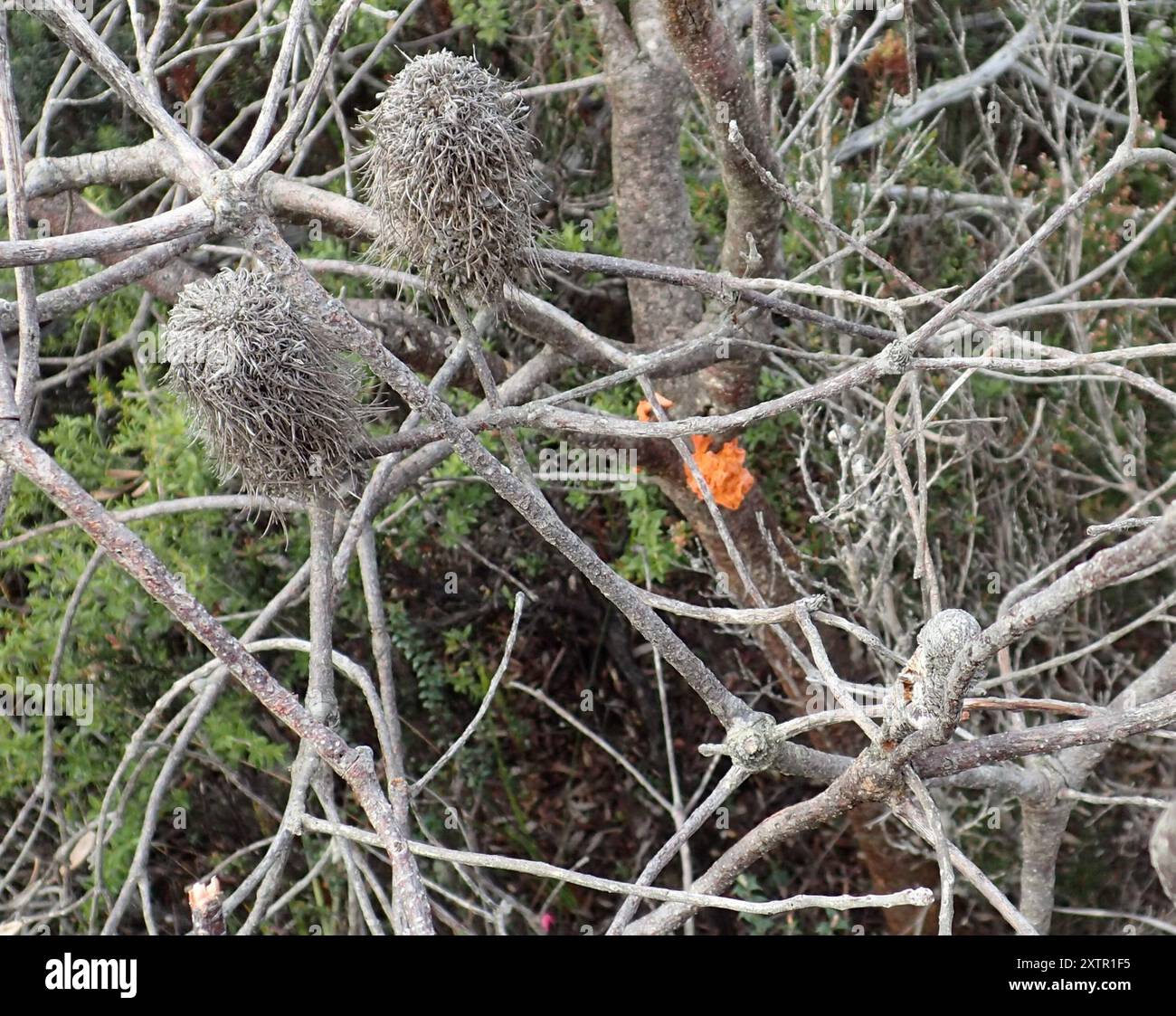 witch's butter (Tremella mesenterica) Fungi Stock Photo - Alamy