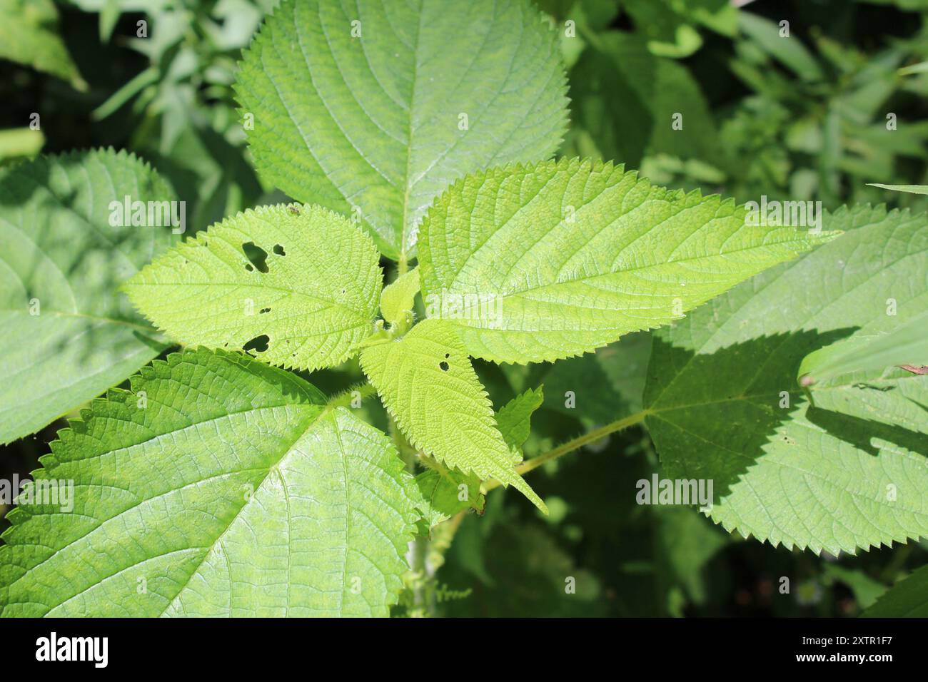 wood nettle (Laportea canadensis) Plantae Stock Photo - Alamy