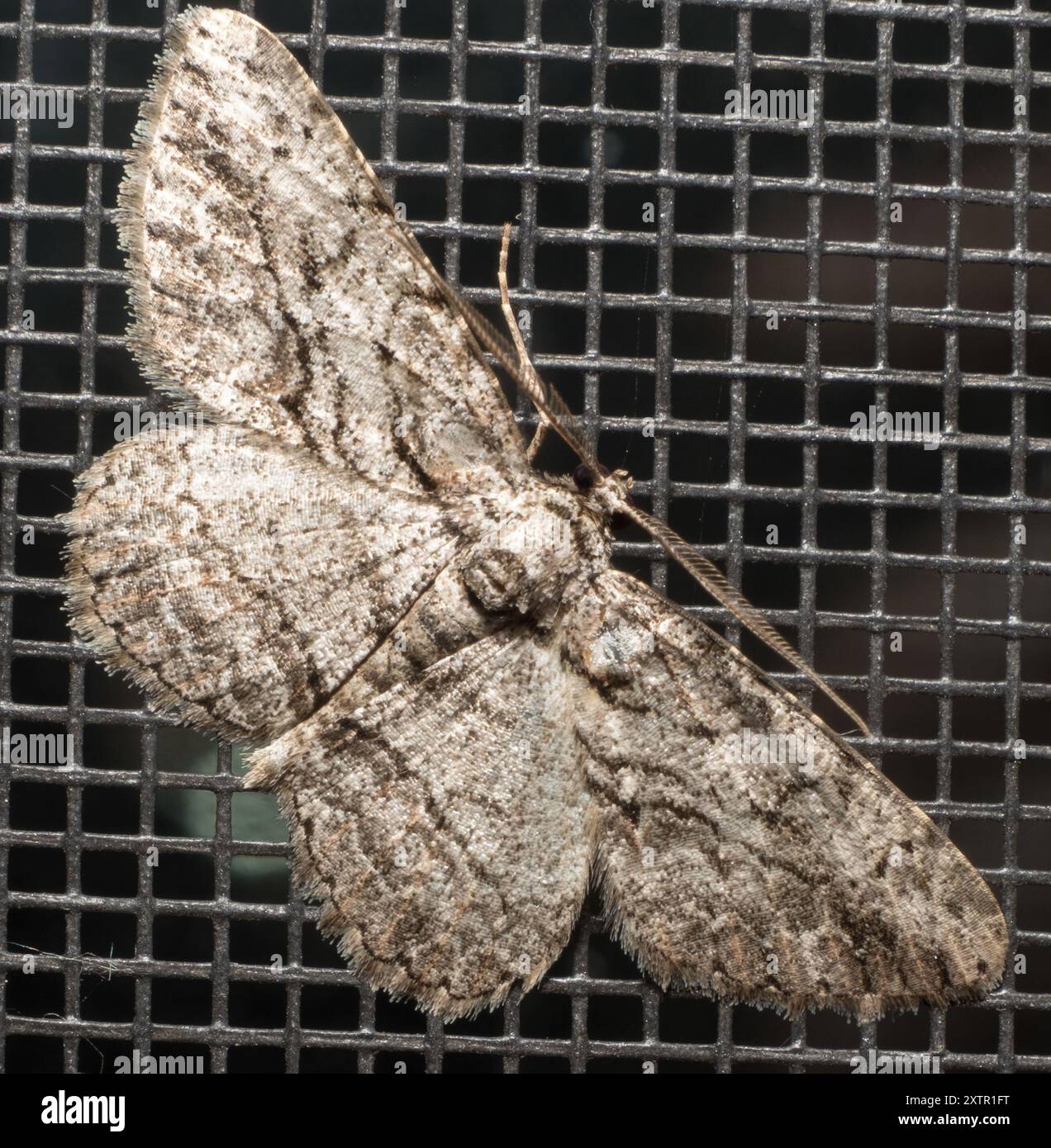 North American Common Gray (Anavitrinella pampinaria) Insecta Stock Photo - Alamy