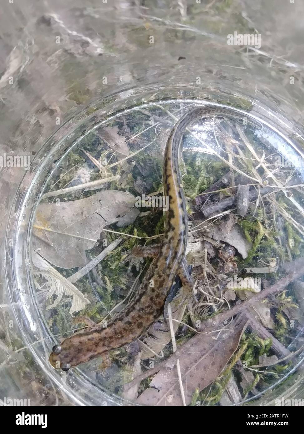 Wolf Dusky Salamander (Desmognathus lycos) Amphibia Stock Photo - Alamy