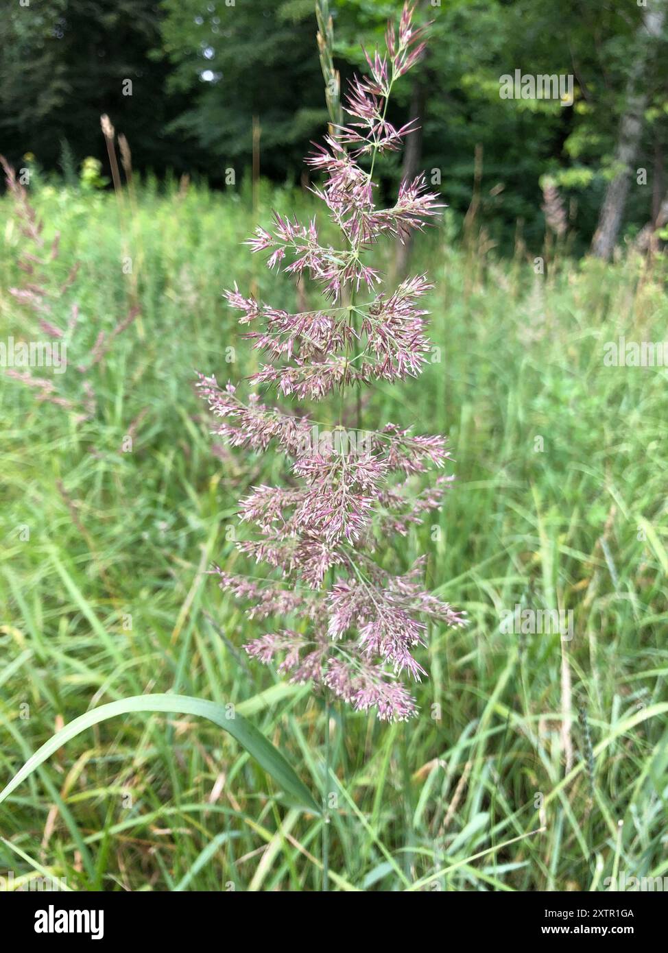 Bushgrass (Calamagrostis epigejos) Plantae Stock Photo - Alamy