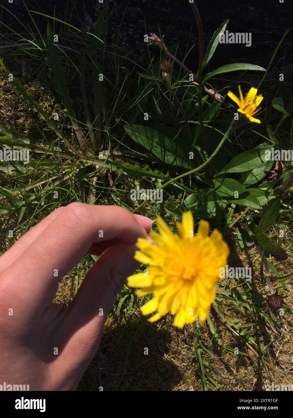 chicories, dandelions, and allies (Cichorioideae) Plantae Stock Photo ...